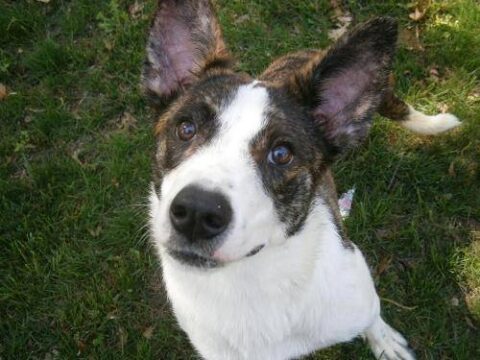 Columbus Dog Training | In-Home Dog Trainer | Buckeye Dog Training