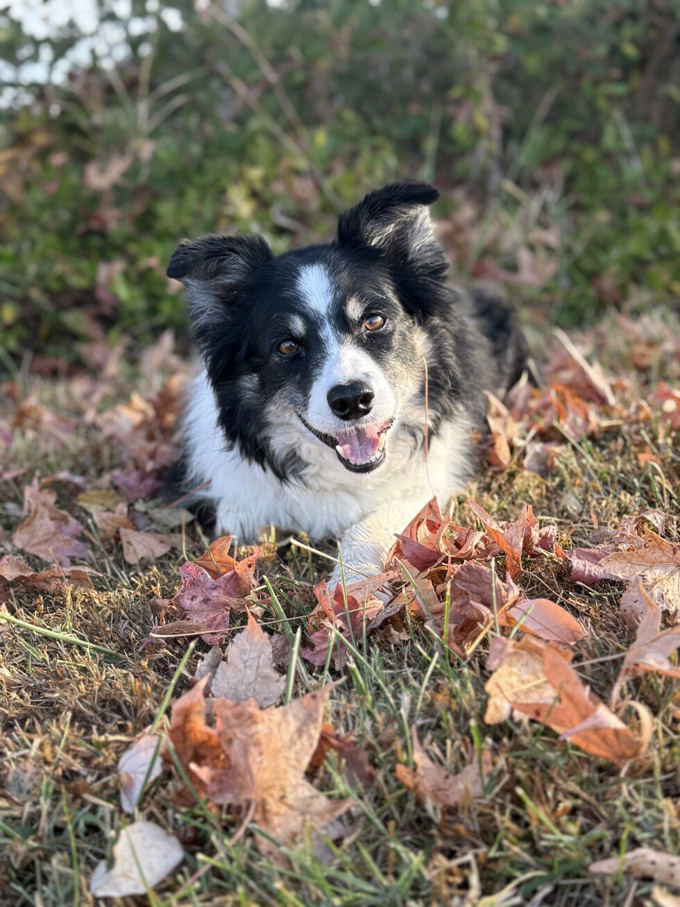 In Home Dog Training in Columbus | Dublin | New Albany
